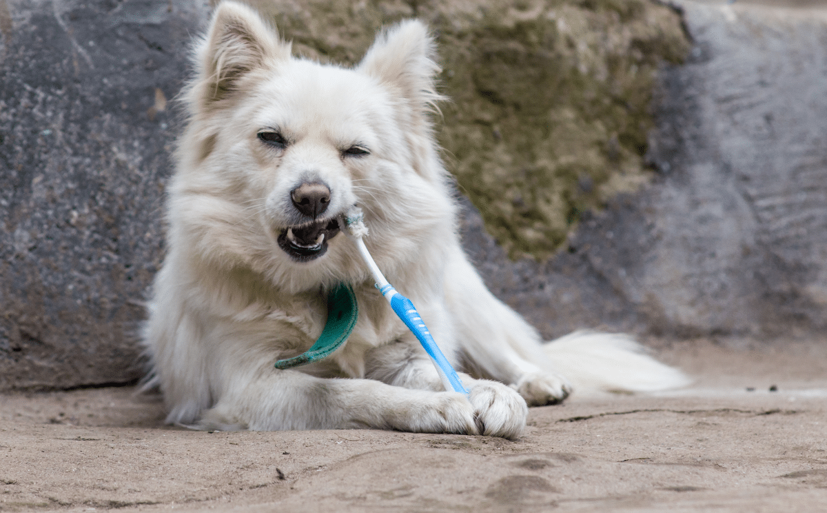 The 5 Best Dog Teeth Cleaning Products for 2020
