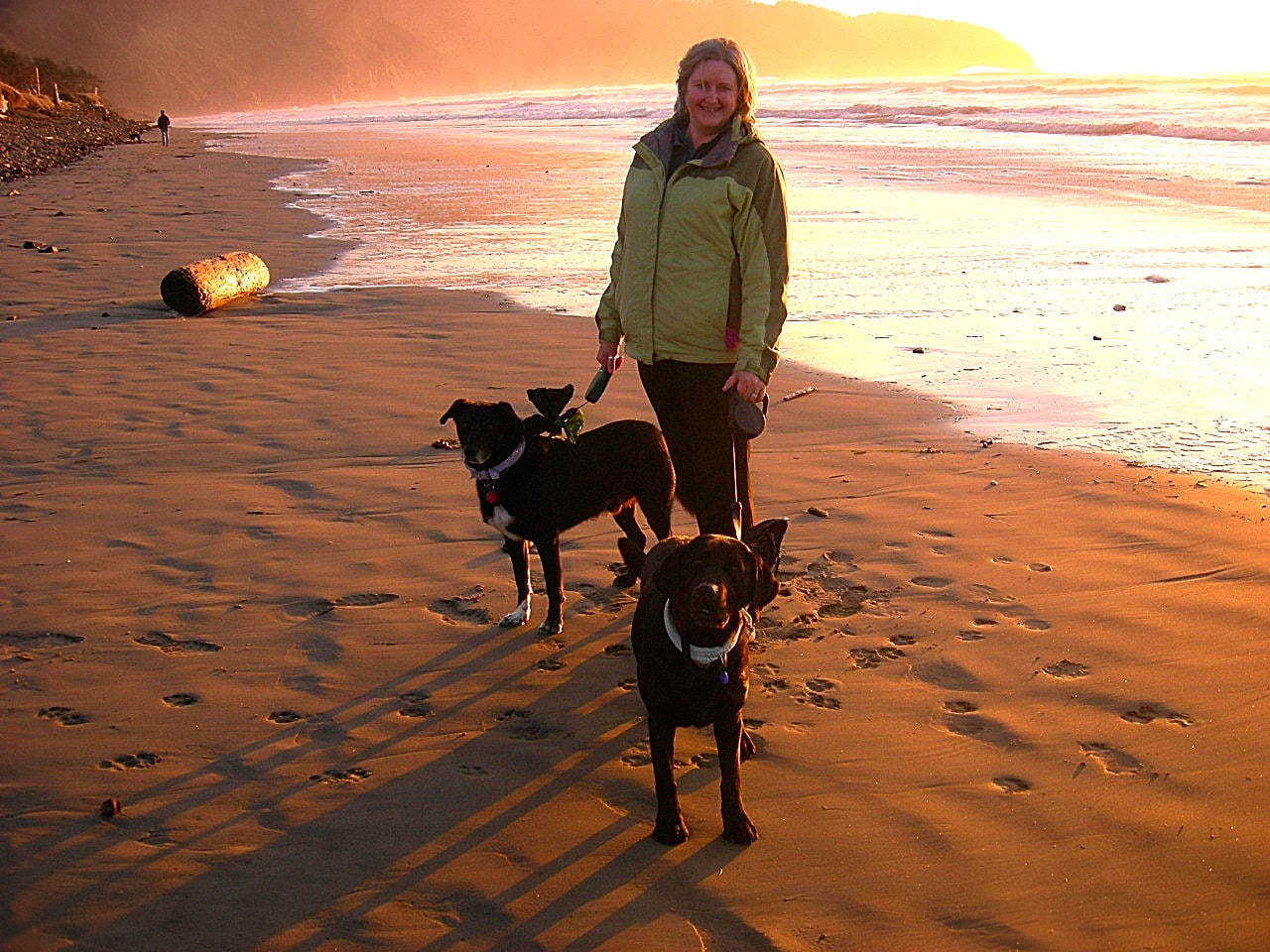 RVing with Dogs | Everything You Need To Know From A Road Warrior