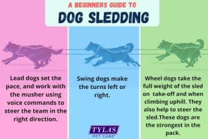 Dog Sledding For Beginners | The Ultimate Guide